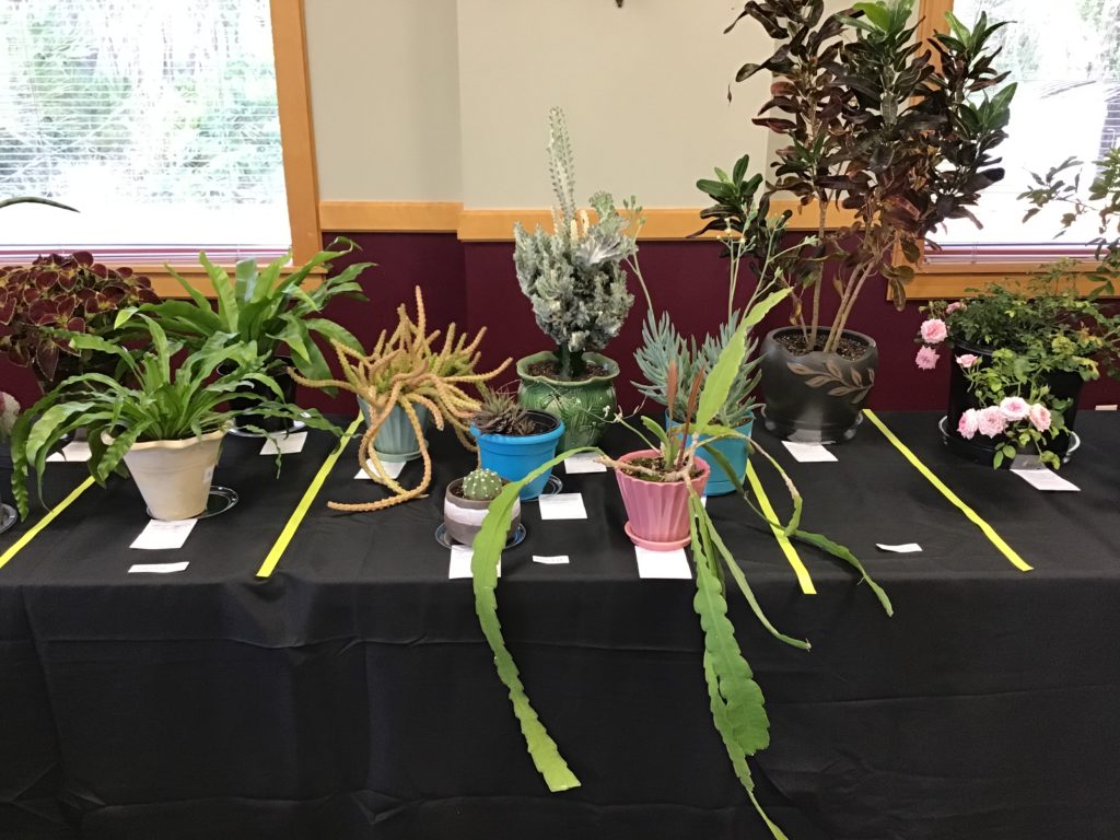 Learn and Bloom at the Coastal Region Library Flower Show - Citrus ...