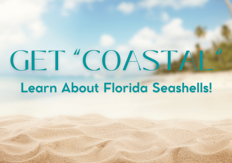 Get “Coastal”—Learn About Florida Seashells! - Citrus Libraries